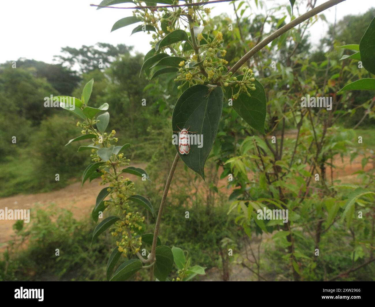 Australian Cow-plant (Gymnema sylvestre) Plantae Stock Photo - Alamy