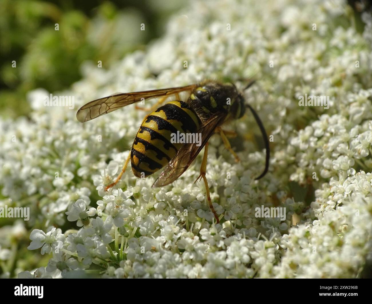 Common Aerial Yellowjacket (Dolichovespula arenaria) Insecta Stock ...