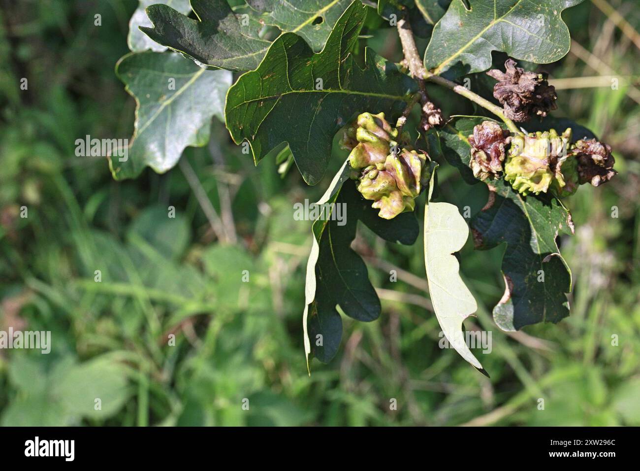 Knopper Gall Wasp (Andricus quercuscalicis) Insecta Stock Photo - Alamy