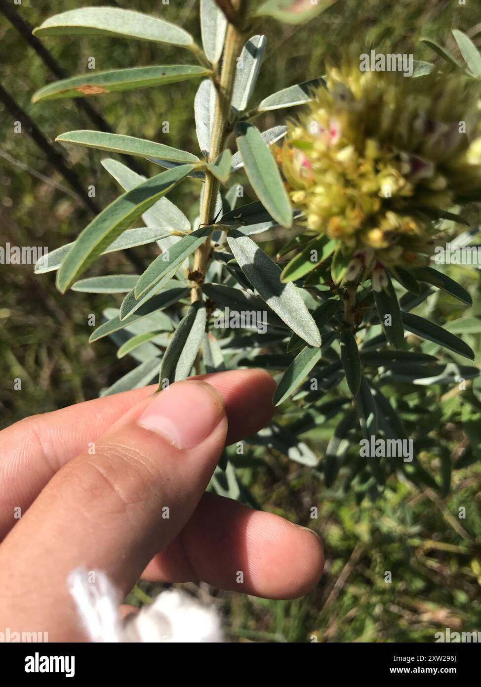round-headed bush clover (Lespedeza capitata) Plantae Stock Photo - Alamy