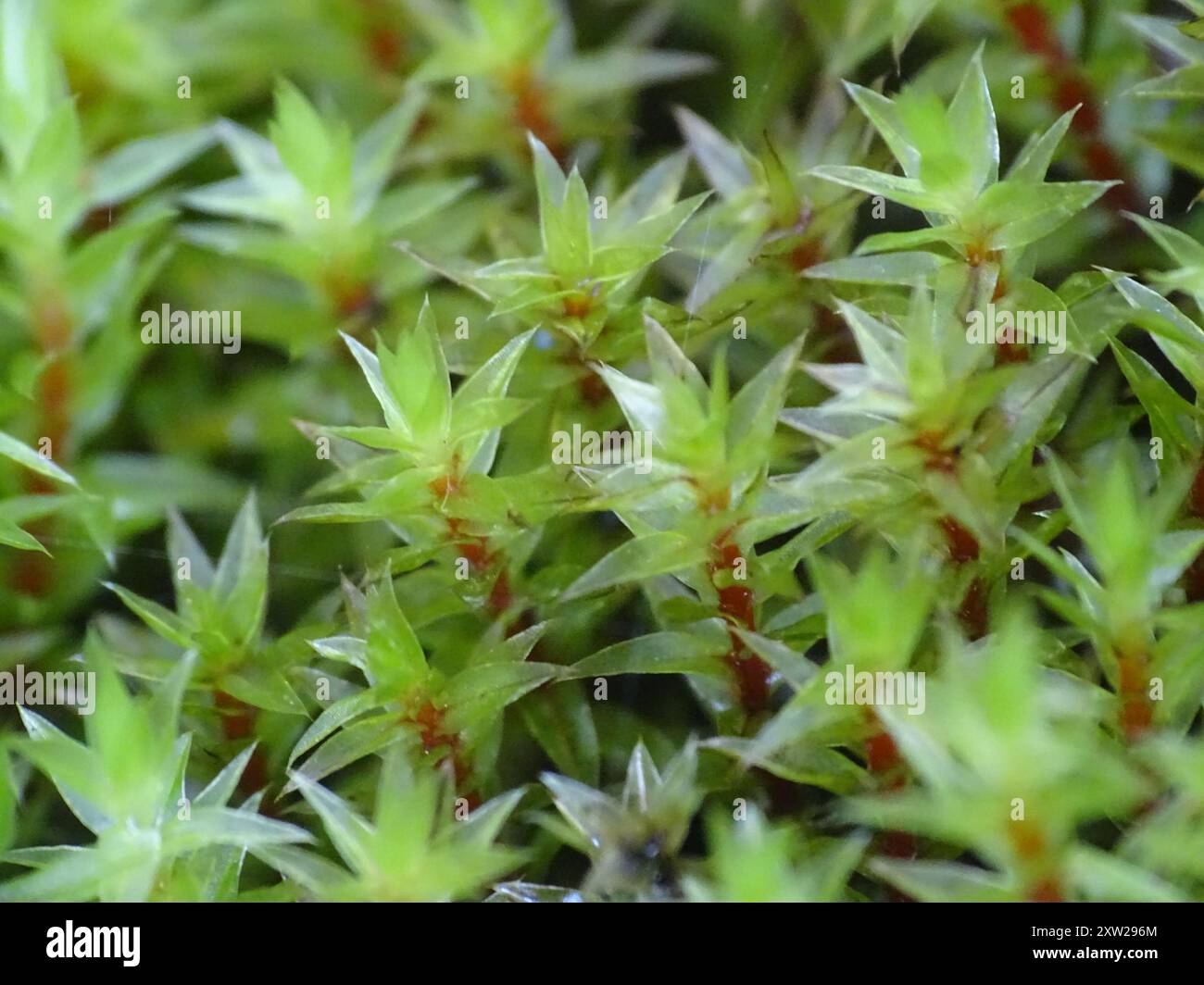 Long-leaved Thread Moss (Ptychostomum pseudotriquetrum) Plantae Stock ...