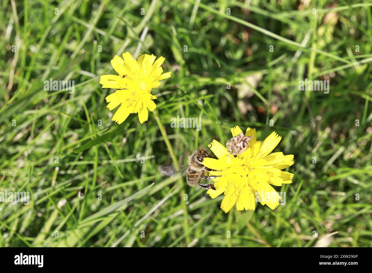 chicories, dandelions, and allies (Cichorioideae) Plantae Stock Photo ...