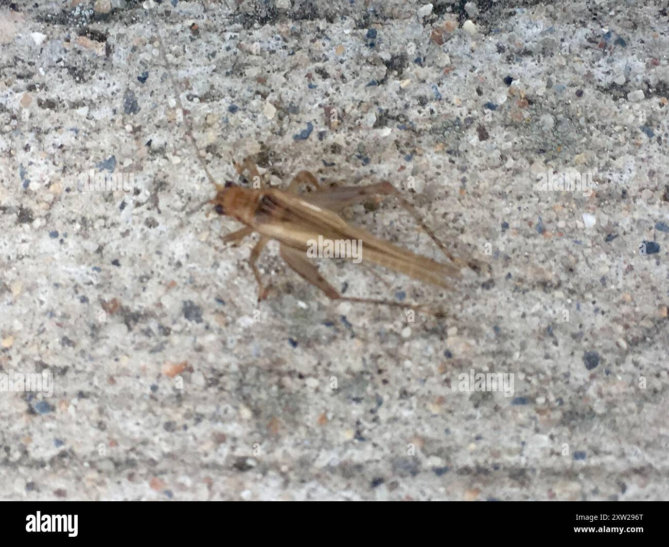 Brown Sword-tail Crickets (Anaxipha) Insecta Stock Photo - Alamy