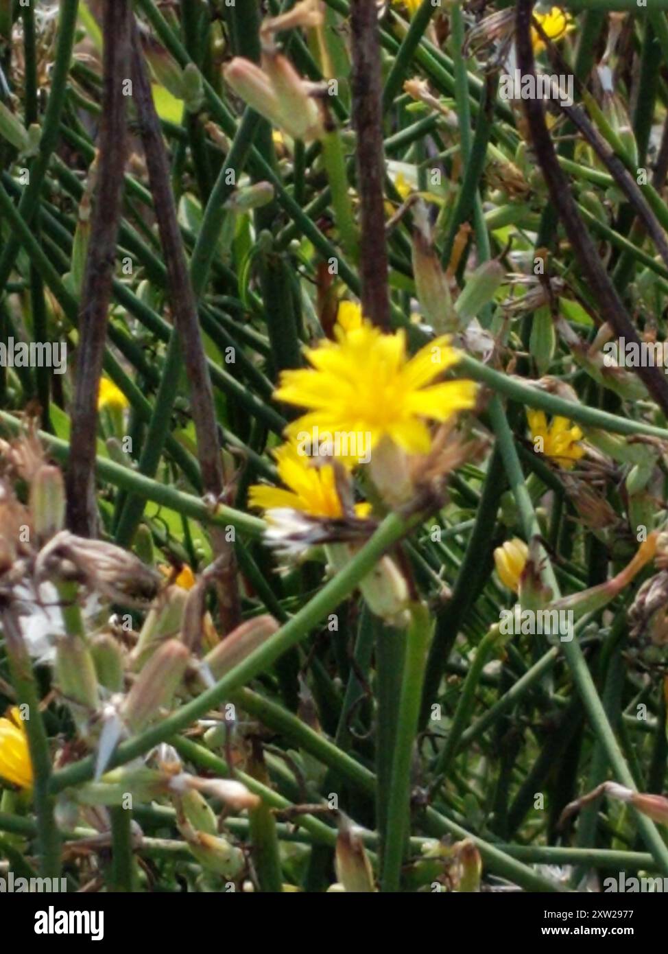 Rush Skeletonweed (Chondrilla juncea) Plantae Stock Photo - Alamy