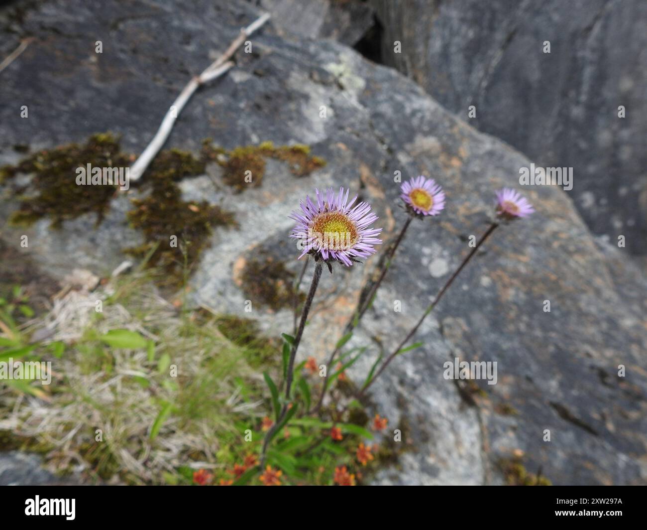 Alpine Fleabane (Erigeron borealis) Plantae Stock Photo - Alamy