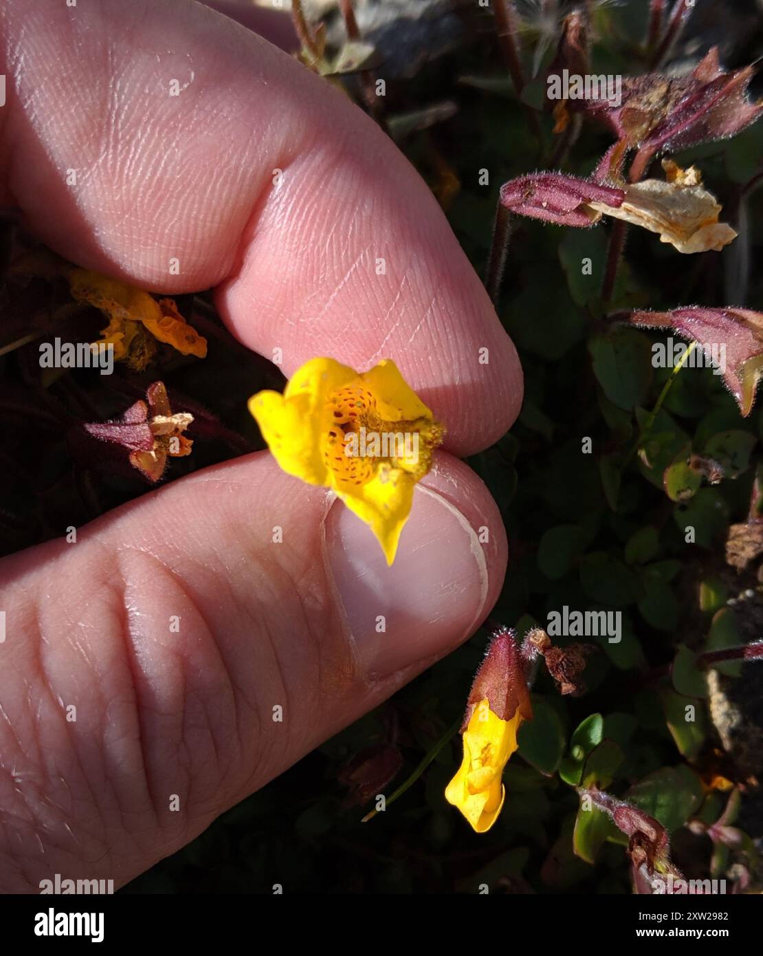 Subalpine Monkeyflower (Erythranthe caespitosa) Plantae Stock Photo - Alamy