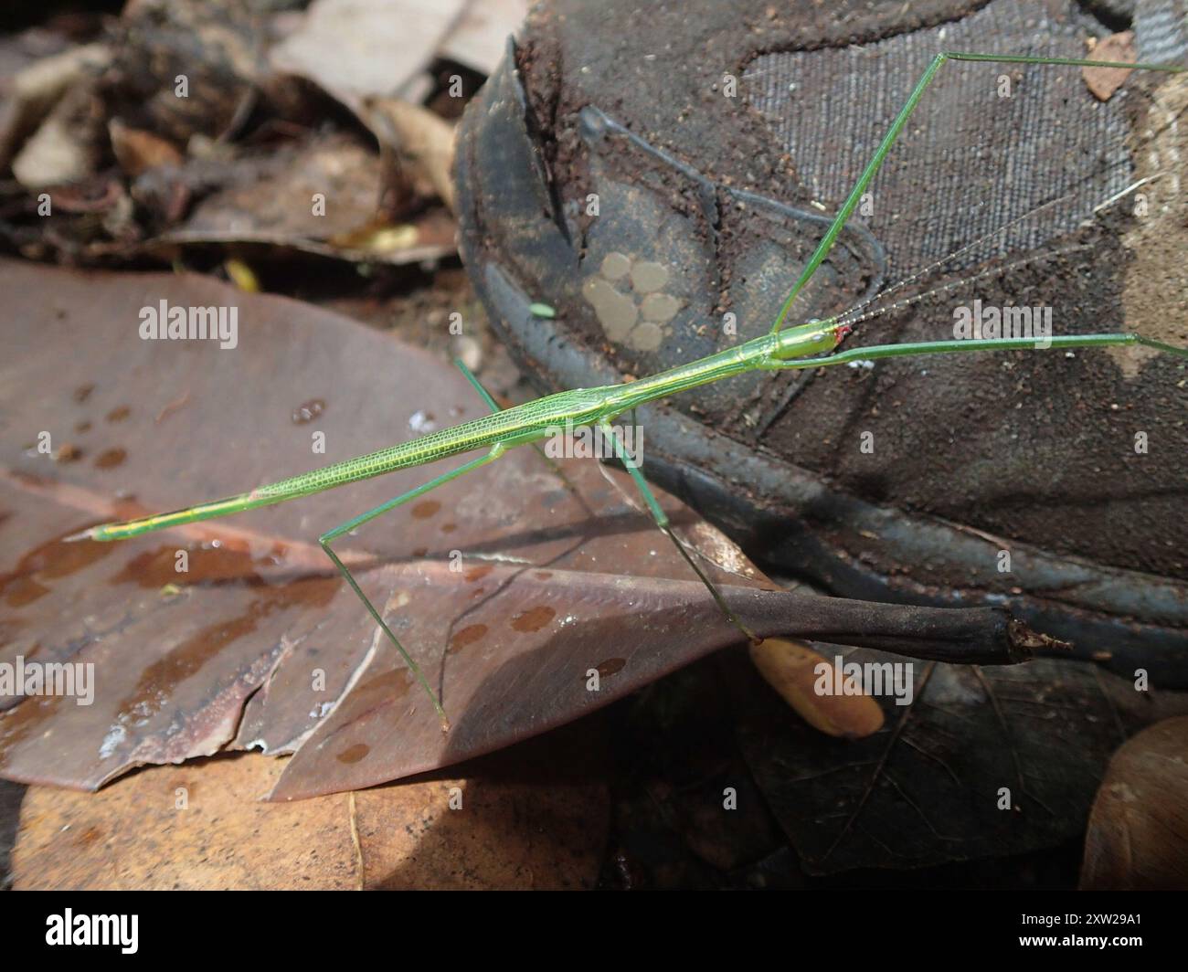 Seychelles Palm Stick Insect (Graeffea seychellensis) Insecta Stock ...