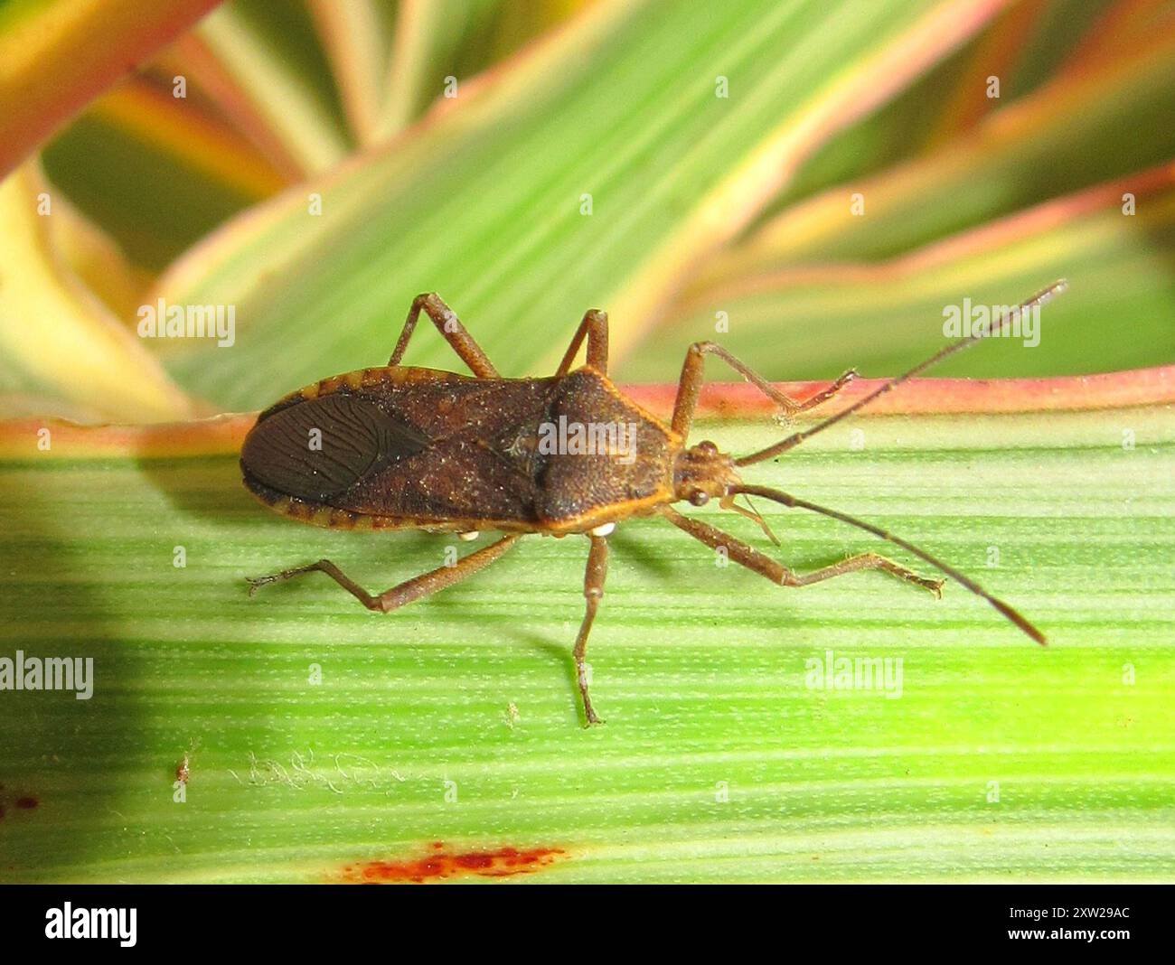Squash Bugs (Anasa) Insecta Stock Photo - Alamy