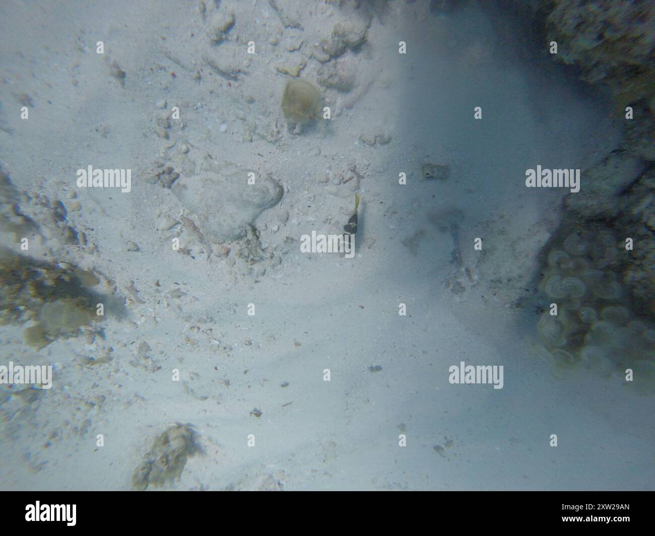 Blacksaddle Toby (Canthigaster valentini) Actinopterygii Stock Photo ...