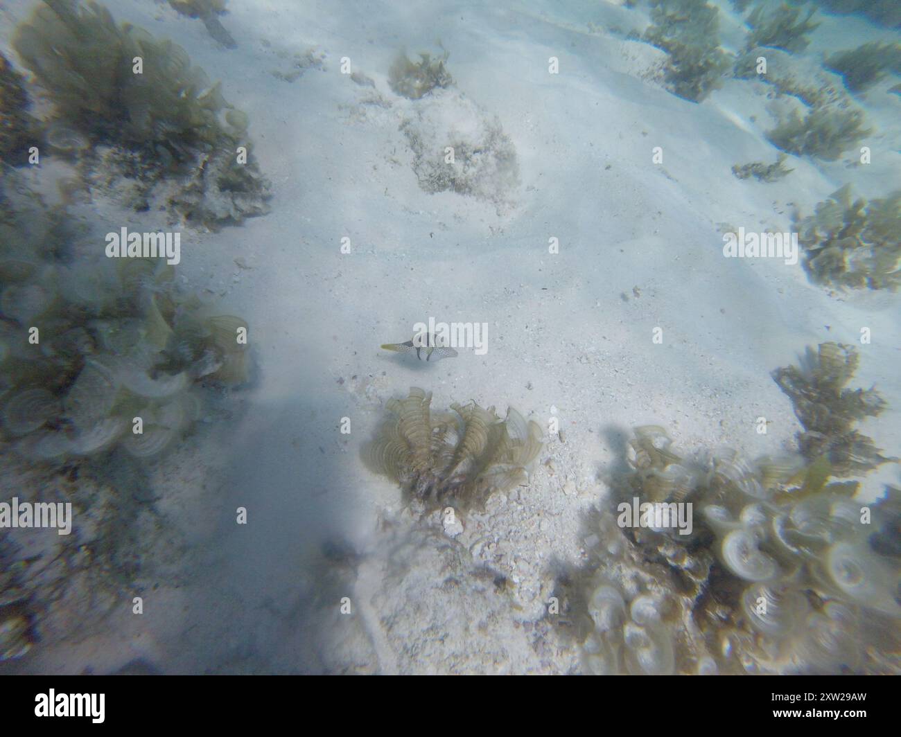 Blacksaddle Toby (Canthigaster valentini) Actinopterygii Stock Photo ...