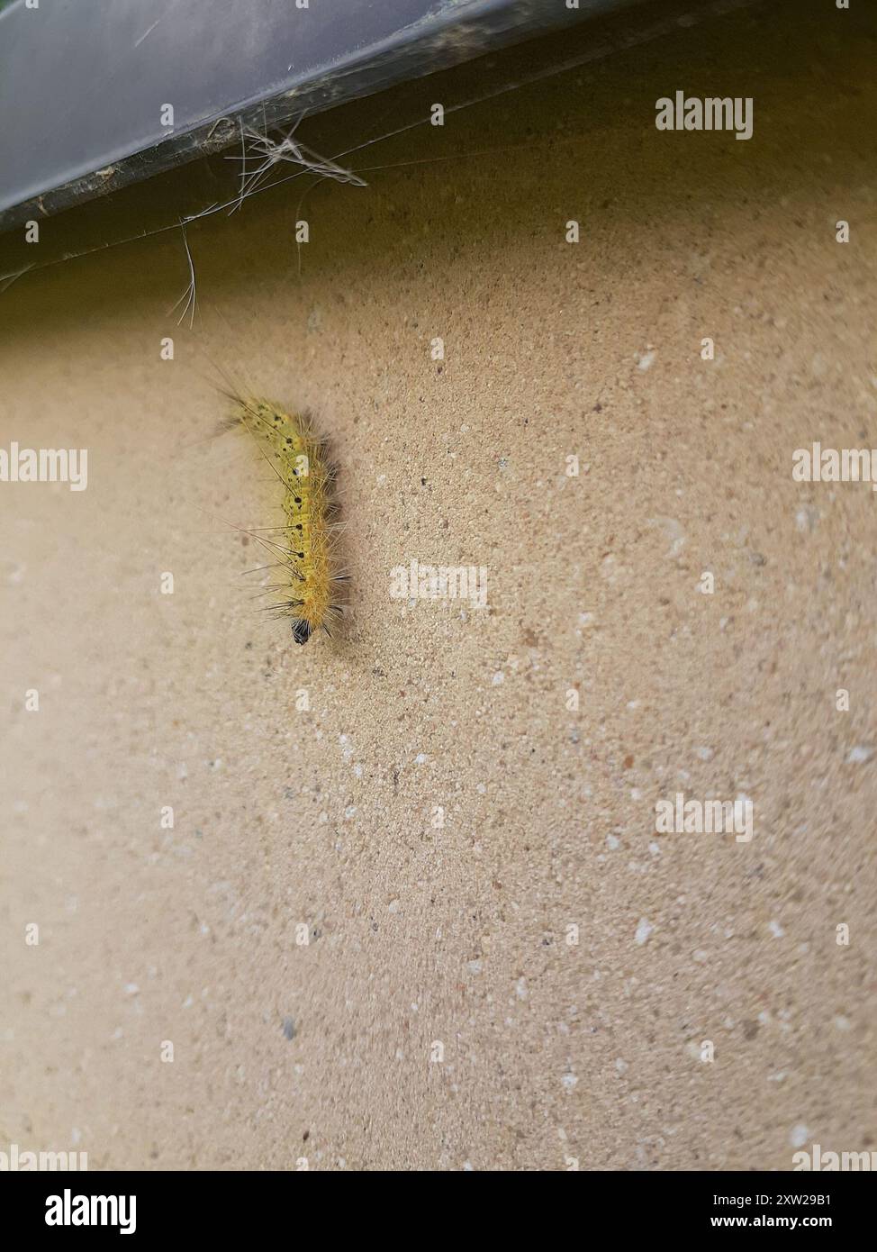 Fall Webworm Moth (Hyphantria cunea) Insecta Stock Photo - Alamy