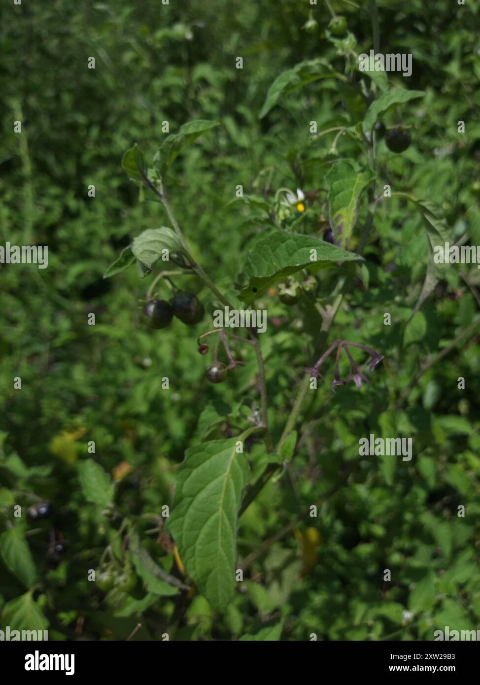 nightshades (Solanum) Plantae Stock Photo - Alamy