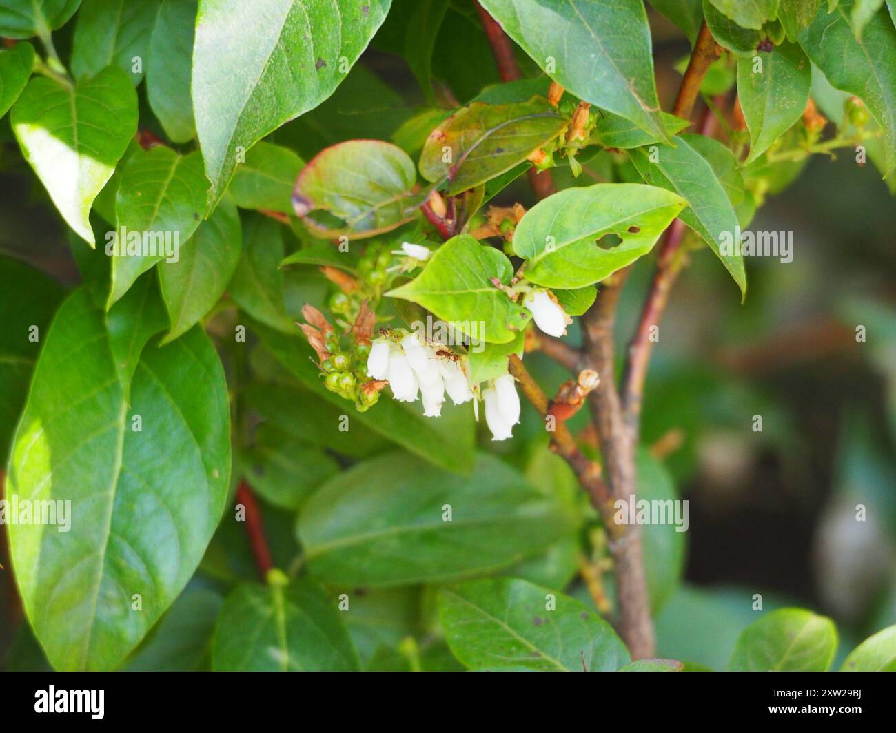 oval-leaf lyonia (Lyonia ovalifolia) Plantae Stock Photo - Alamy