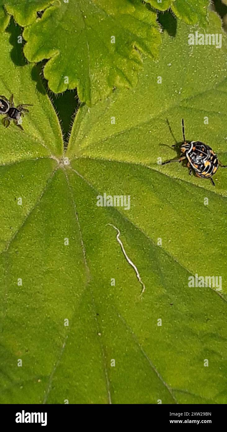 Variegated Coffee Bugs (Antestiopsis) Insecta Stock Photo - Alamy
