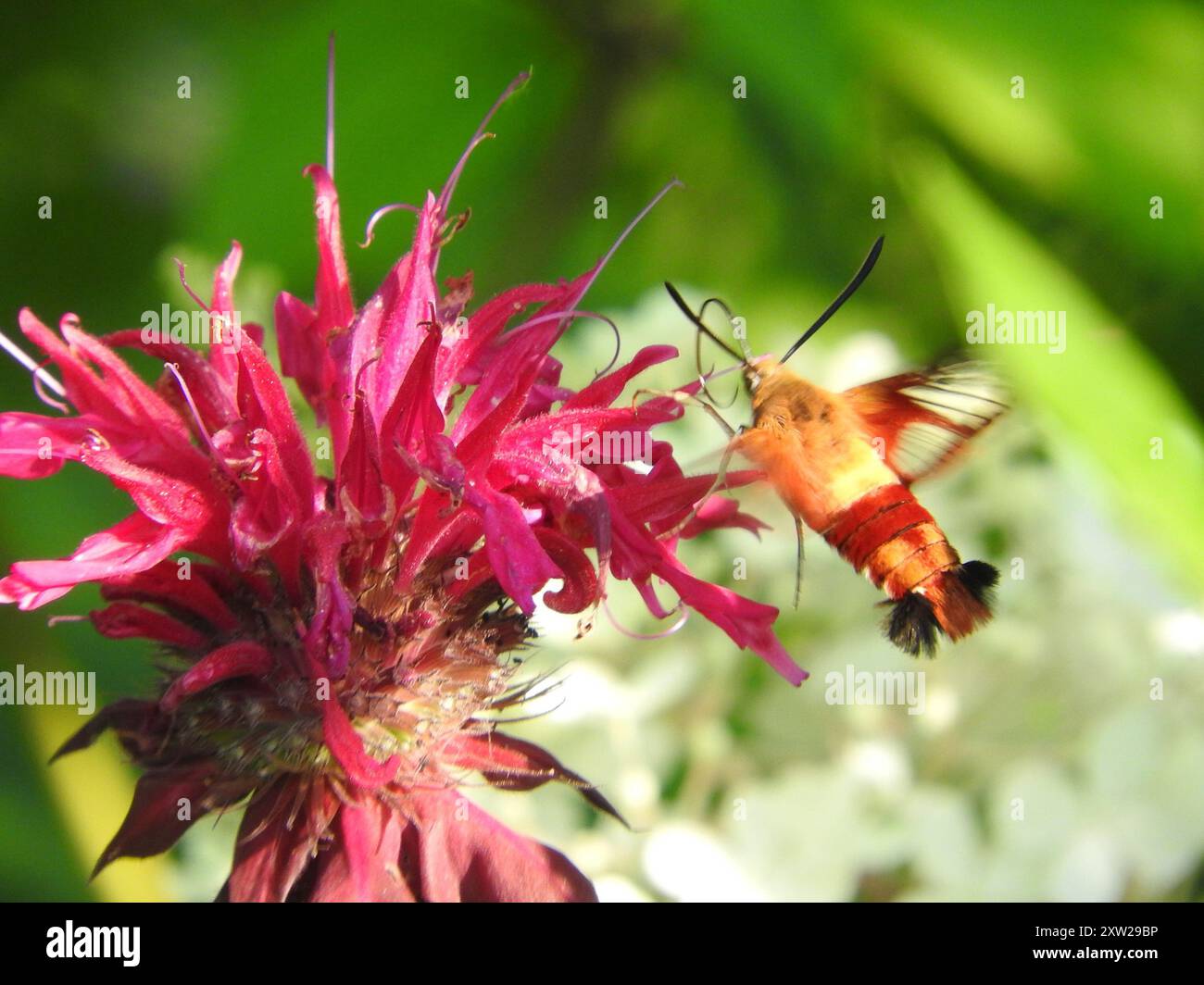 Hummingbird Clearwing (Hemaris thysbe) Insecta Stock Photo - Alamy