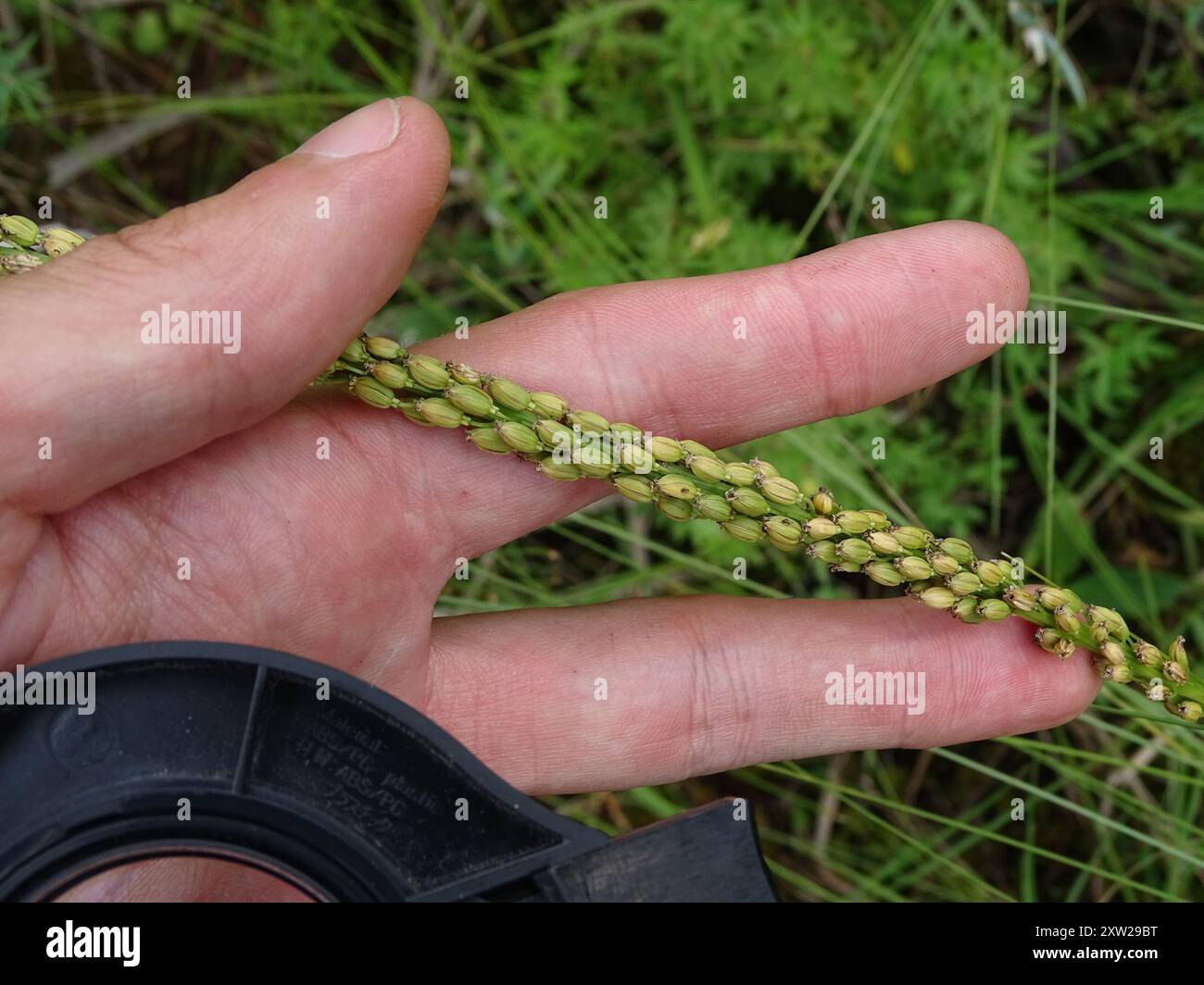 common arrowgrass (Triglochin maritima) Plantae Stock Photo - Alamy