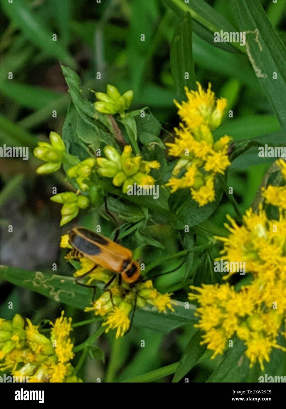 Goldenrod Soldier Beetle (Chauliognathus pensylvanicus) Insecta Stock ...