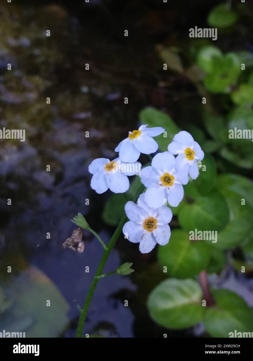water forget-me-not (Myosotis scorpioides) Plantae Stock Photo - Alamy