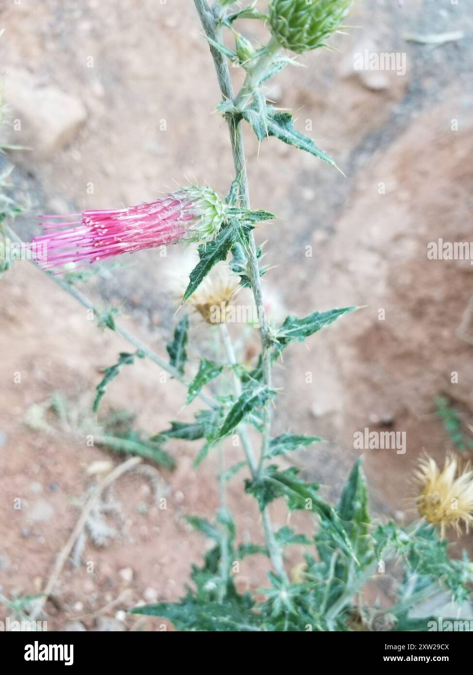 Arizona thistle (Cirsium arizonicum) Plantae Stock Photo - Alamy