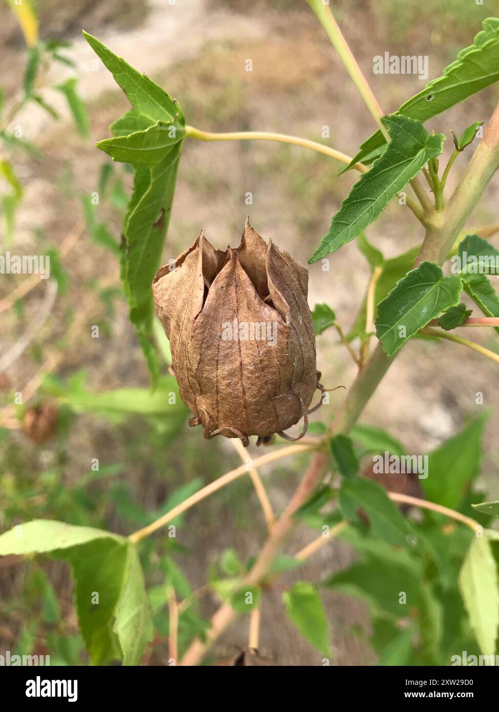 Halberd-leaf Rosemallow (Hibiscus laevis) Plantae Stock Photo - Alamy