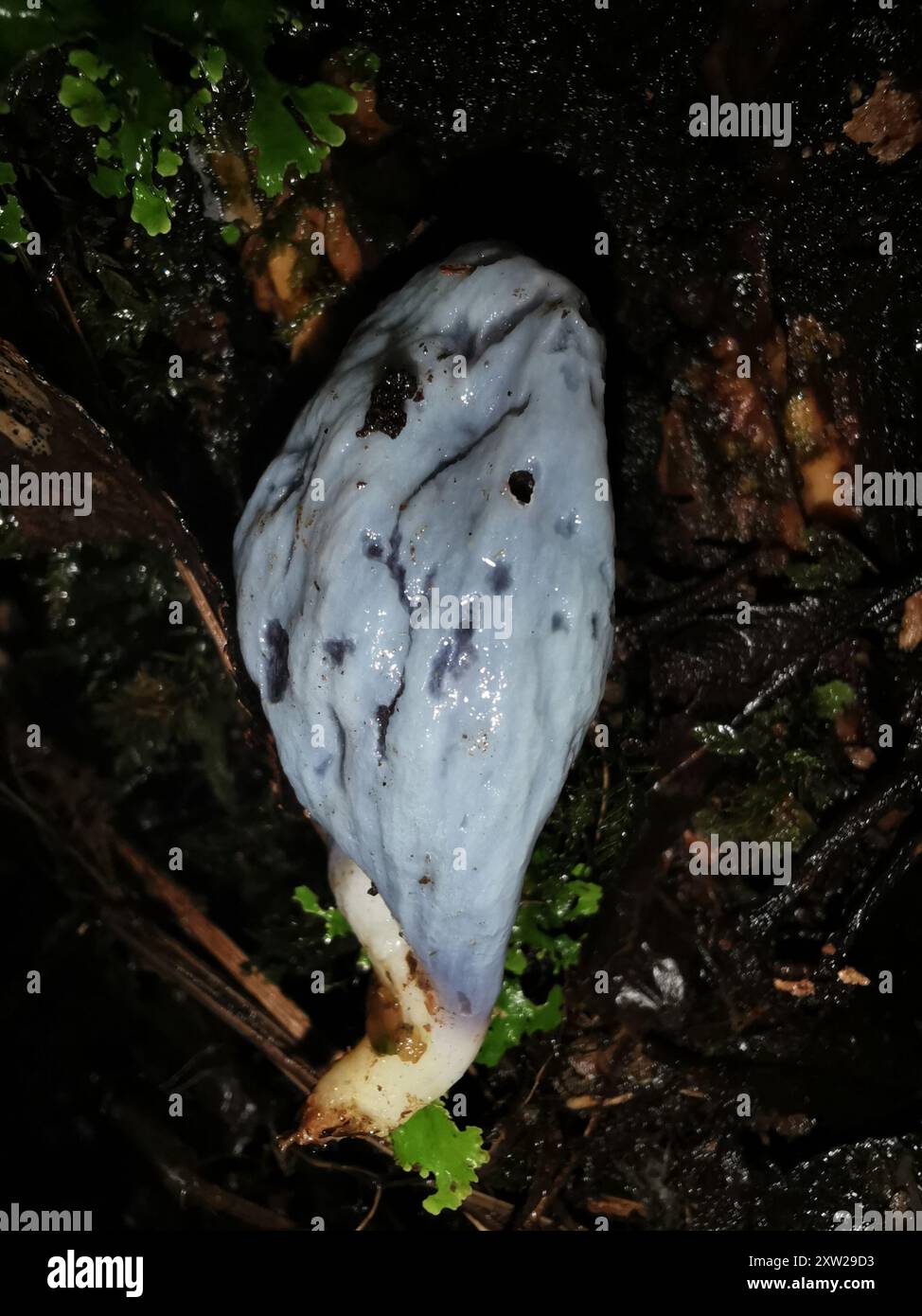 Blue Pouch Fungus (Clavogaster virescens) Fungi Stock Photo - Alamy