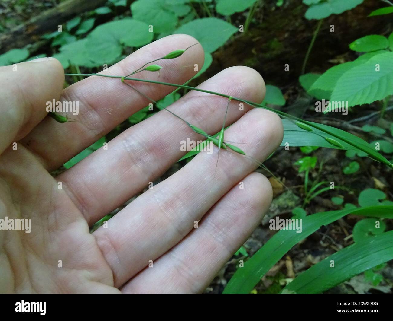 black-fruit mountain-ricegrass (Patis racemosa) Plantae Stock Photo - Alamy