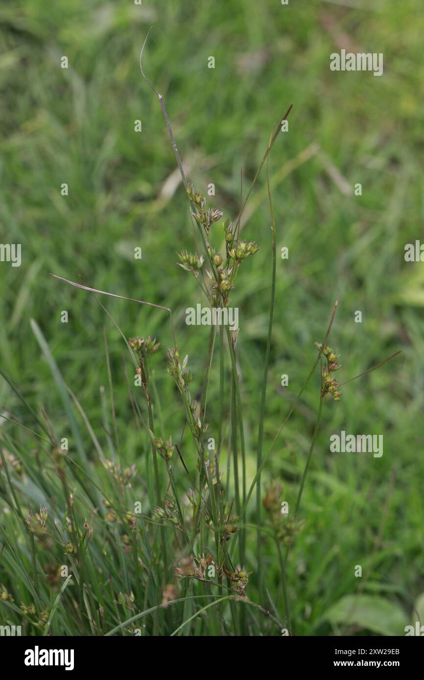 Slender Path Rush (Juncus tenuis) Plantae Stock Photo - Alamy