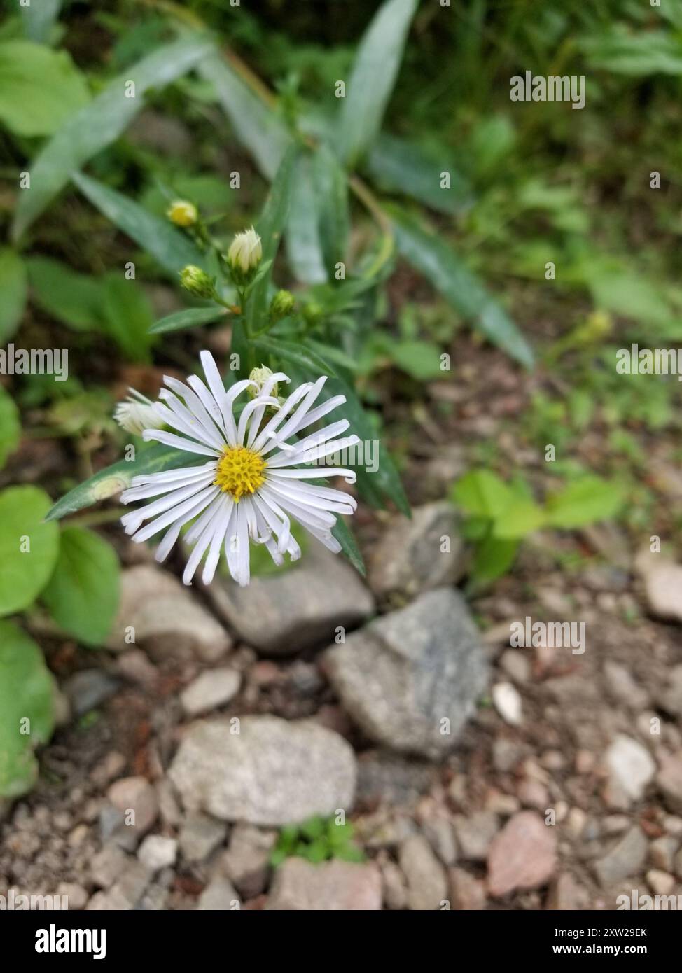 panicled aster (Symphyotrichum lanceolatum) Plantae Stock Photo - Alamy