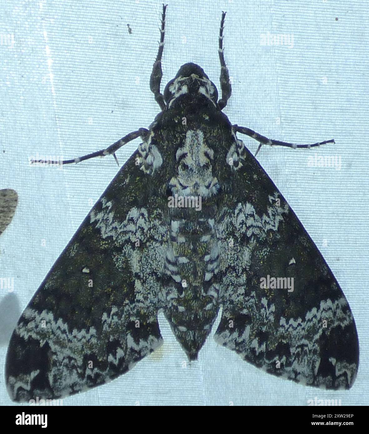 Rustic Sphinx (Manduca rustica) Insecta Stock Photo - Alamy