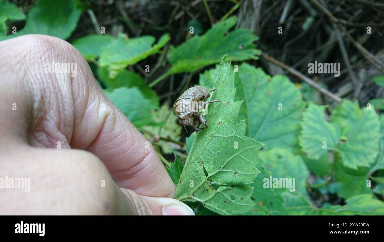Cicadas (Cicadoidea) Insecta Stock Photo - Alamy