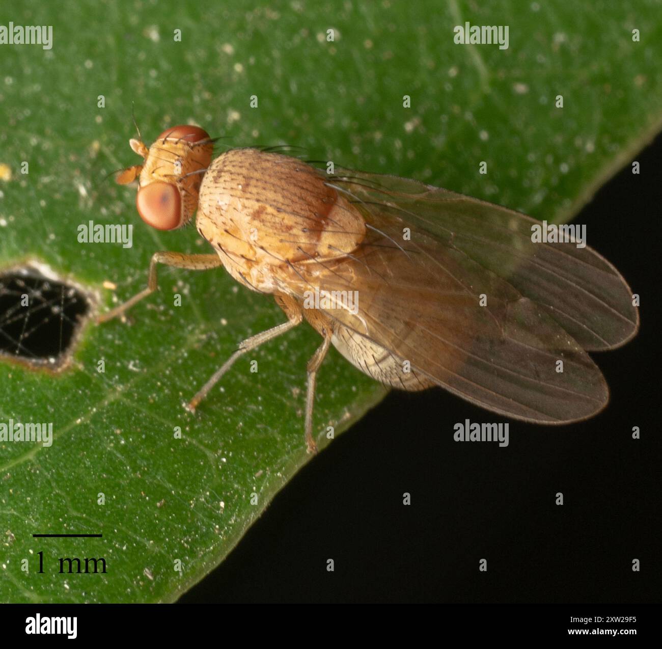 Lauxaniid Flies (Lauxaniidae) Insecta Stock Photo - Alamy