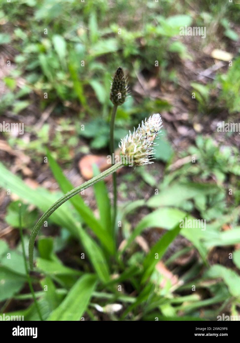 ribwort plantain (Plantago lanceolata) Plantae Stock Photo - Alamy