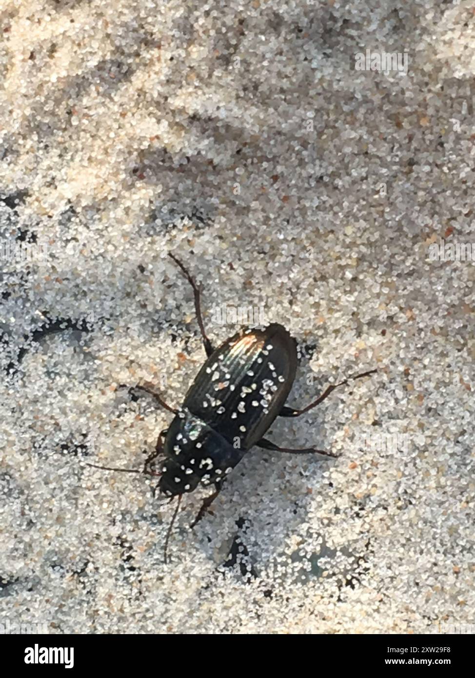 Sun Beetles (Amara) Insecta Stock Photo - Alamy