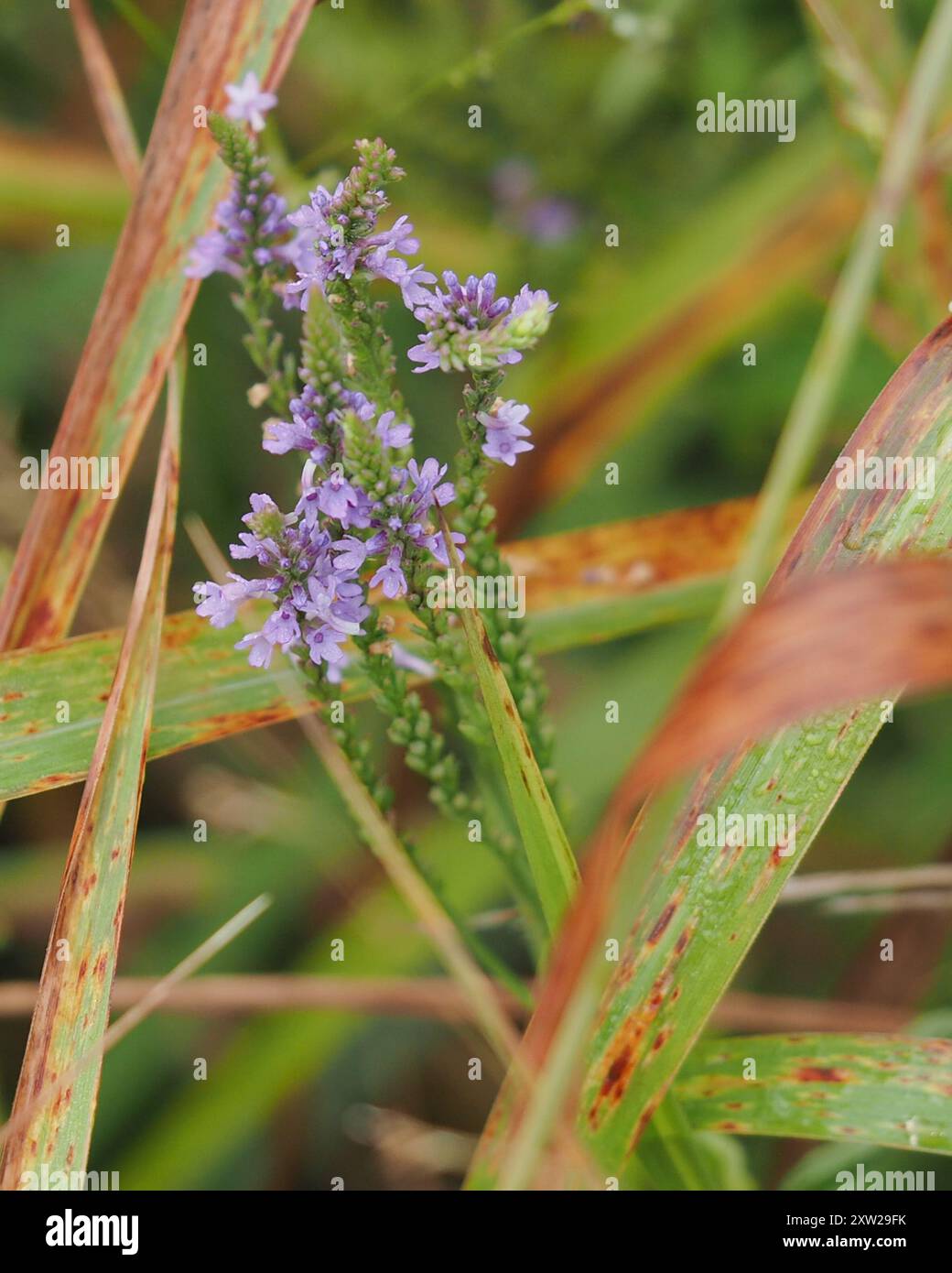 blue vervain (Verbena hastata) Plantae Stock Photo - Alamy