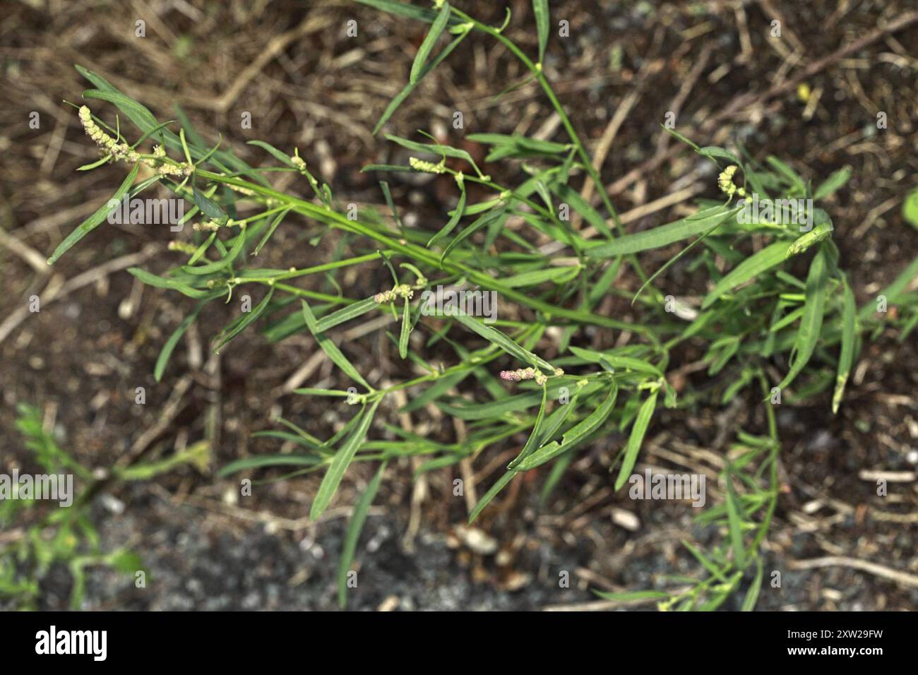 Grass-leaved Orache (Atriplex littoralis) Plantae Stock Photo - Alamy