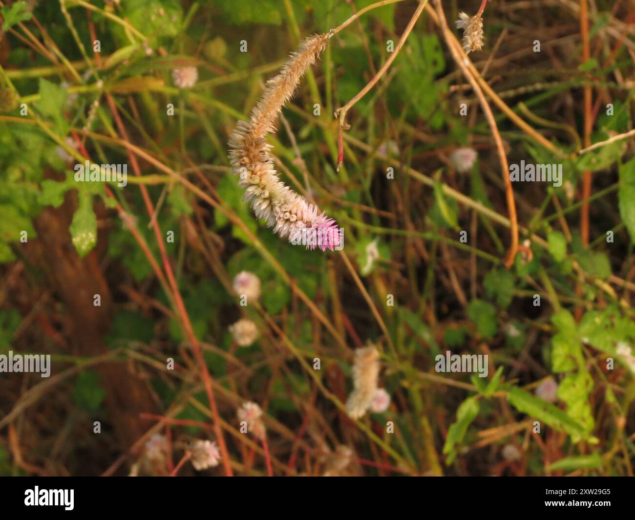 Quail Grass (Celosia argentea) Plantae Stock Photo - Alamy
