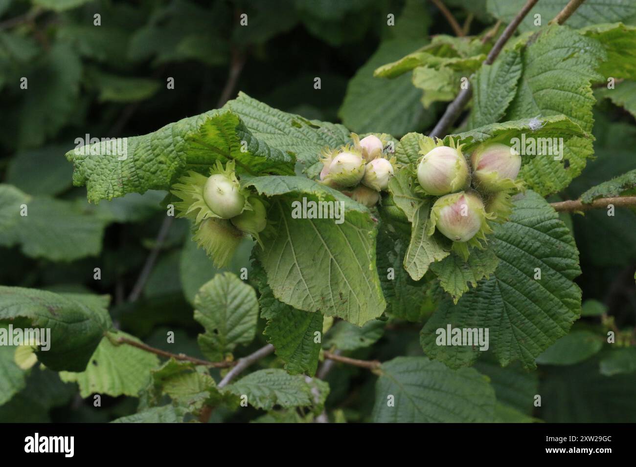 common hazel (Corylus avellana) Plantae Stock Photo - Alamy