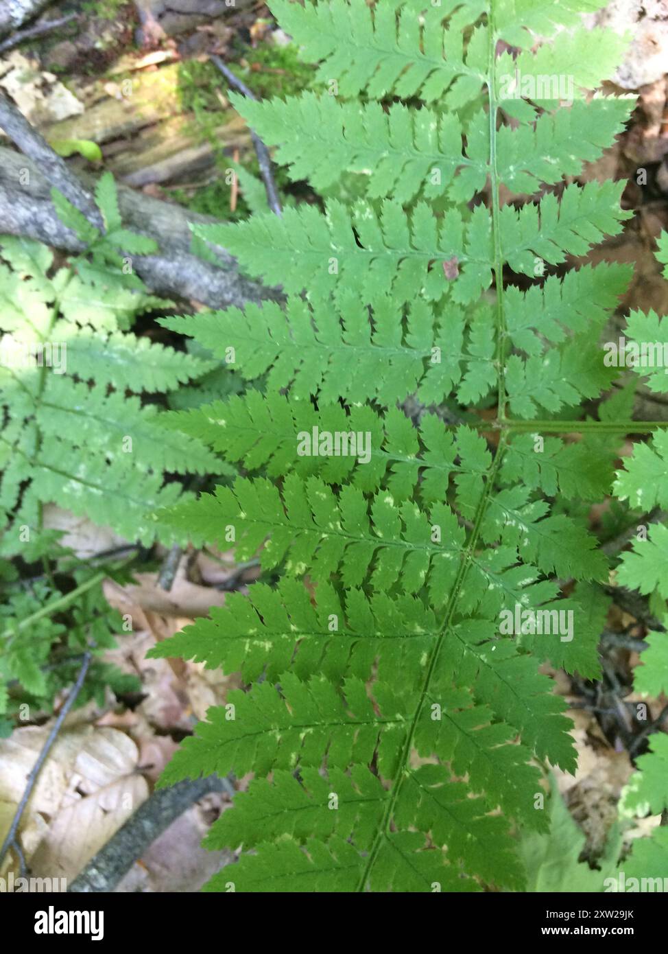 mountain wood fern (Dryopteris campyloptera) Plantae Stock Photo - Alamy