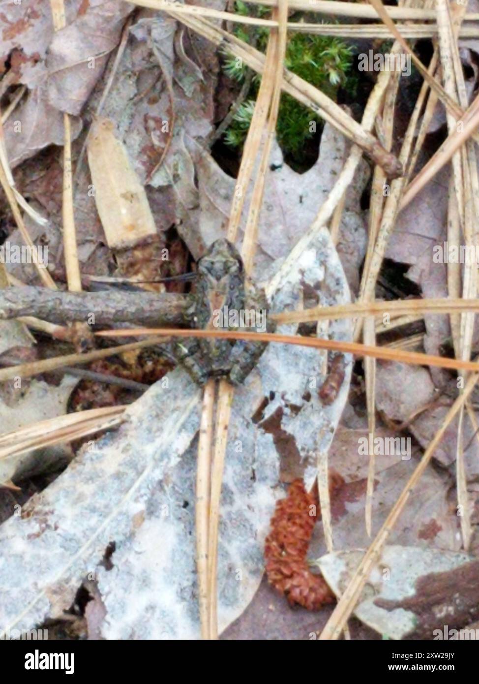 Northern Cricket Frog (Acris crepitans) Amphibia Stock Photo - Alamy