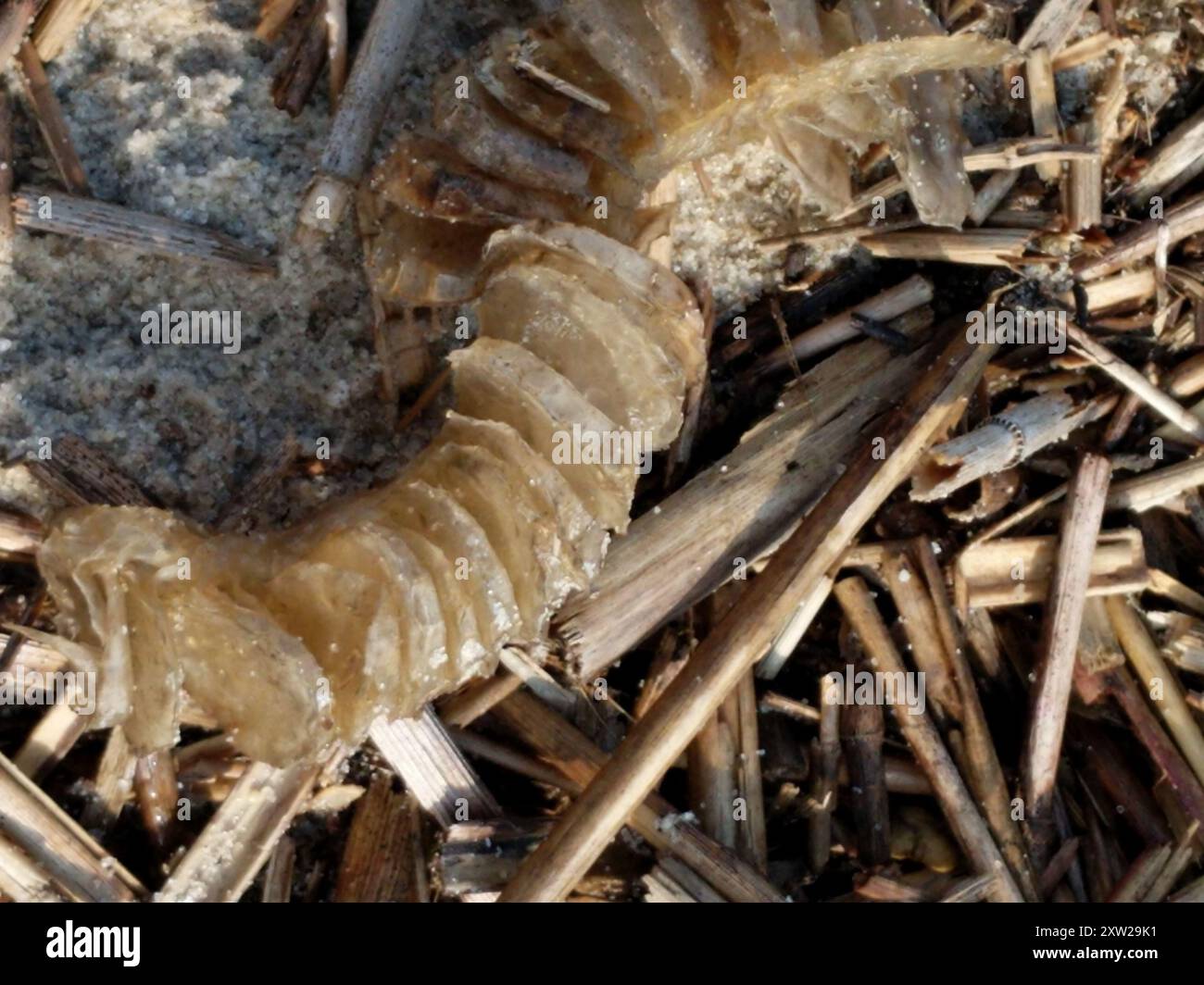 Knobbed Whelk (Busycon carica) Mollusca Stock Photo - Alamy