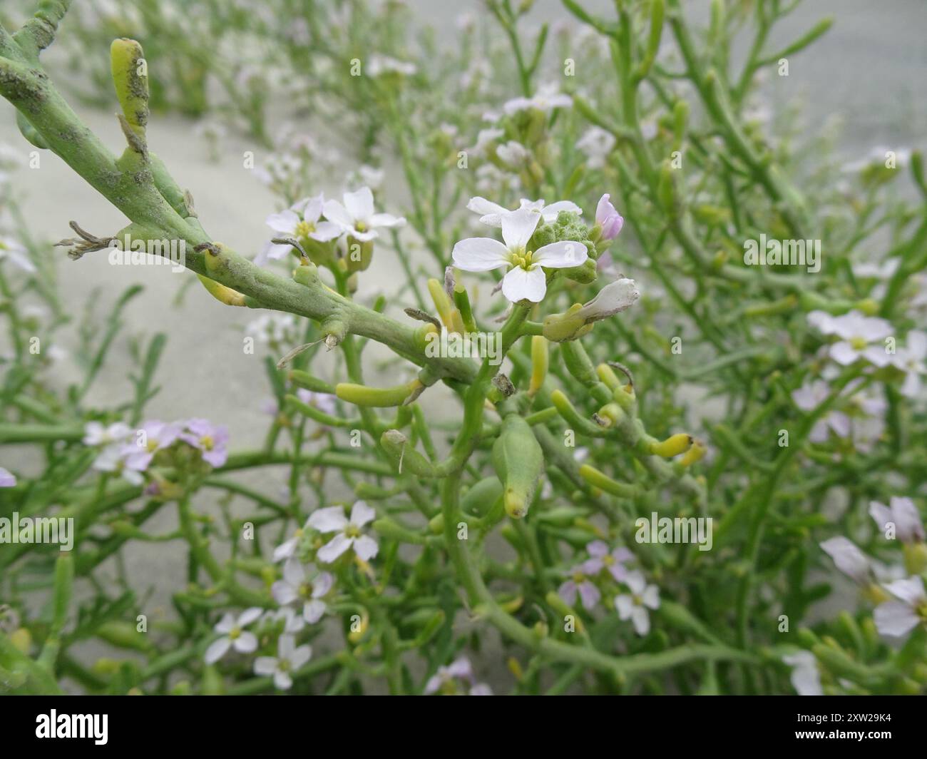 European Searocket (Cakile maritima) Plantae Stock Photo - Alamy