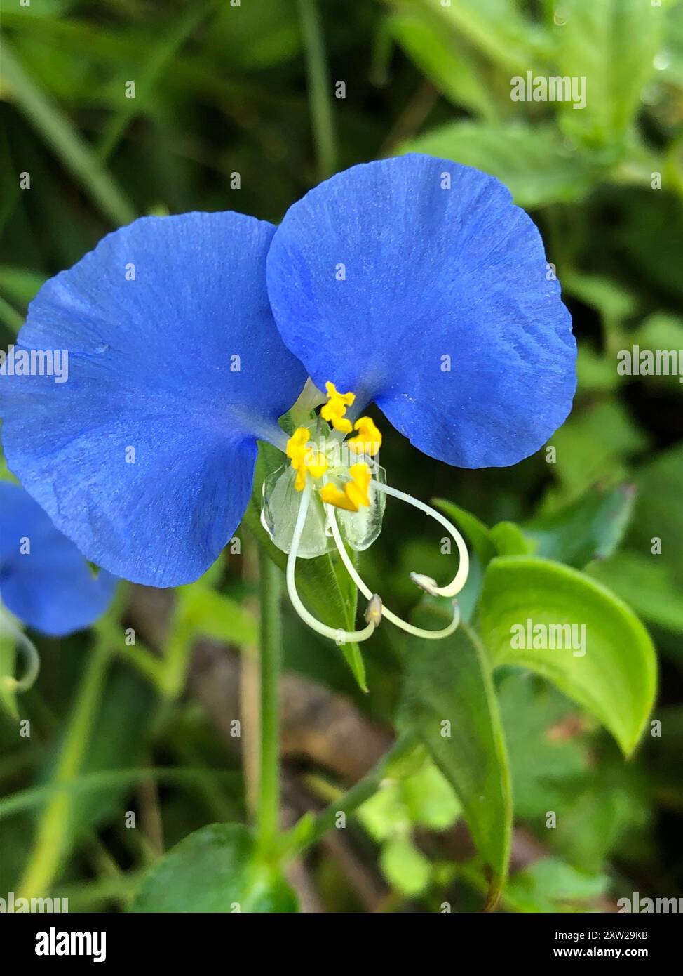 whitemouth dayflower (Commelina erecta) Plantae Stock Photo - Alamy