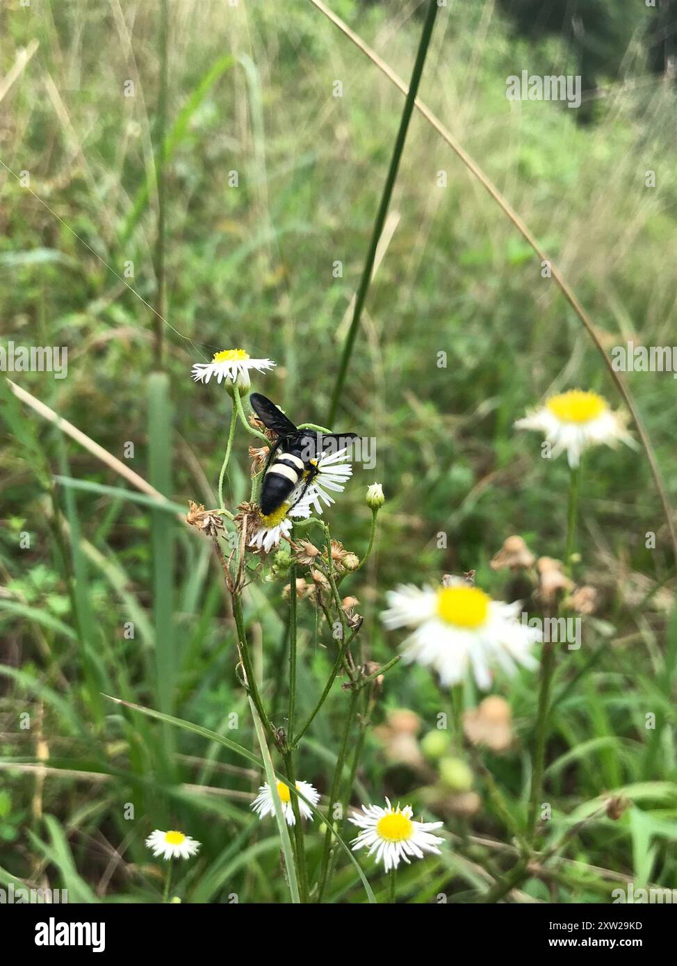 Double-banded Scoliid Wasp (Scolia bicincta) Insecta Stock Photo - Alamy