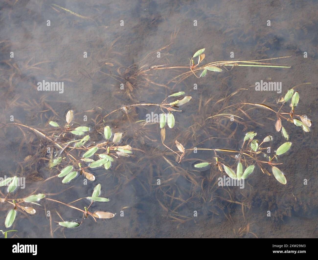 ribbon-leaved pondweed (Potamogeton epihydrus) Plantae Stock Photo - Alamy