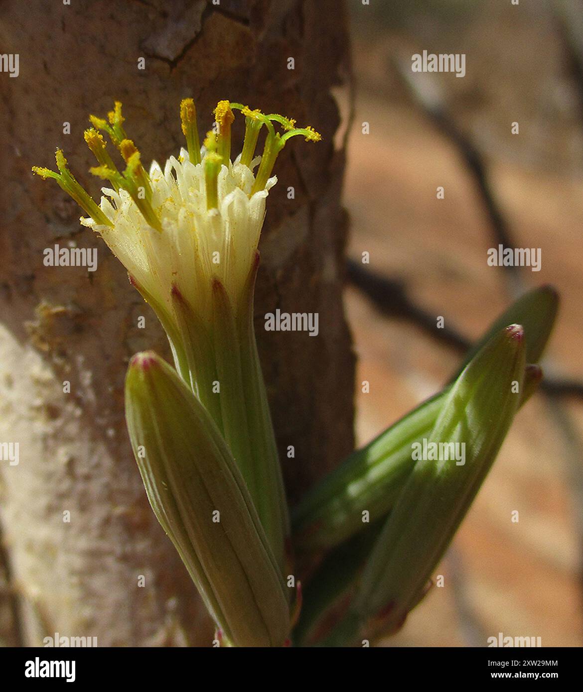 paintbrush flower (Kleinia longiflora) Plantae Stock Photo - Alamy