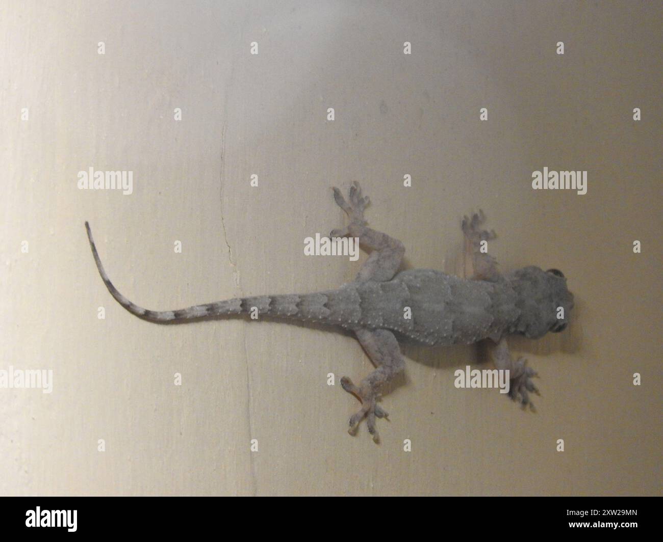 Flathead Leaf-toed Gecko (Hemidactylus platycephalus) Reptilia Stock ...