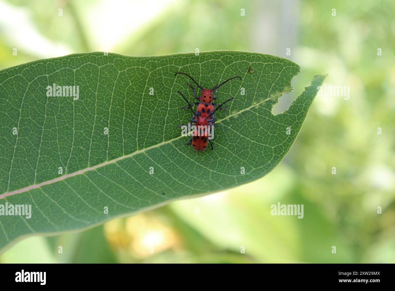 Red Milkweed Beetle (Tetraopes tetrophthalmus) Insecta Stock Photo - Alamy