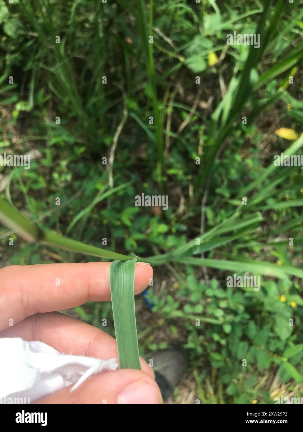 Florida paspalum (Paspalum floridanum) Plantae Stock Photo - Alamy