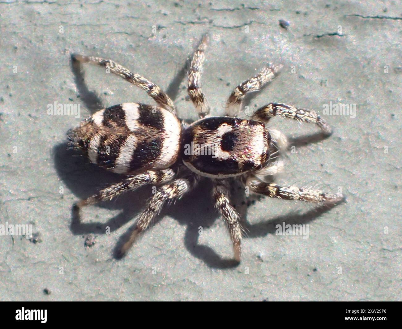 Zebra Jumping Spider (Salticus scenicus) Arachnida Stock Photo - Alamy