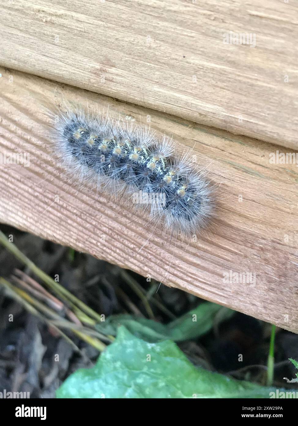 Salt Marsh Moth (Estigmene acrea) Insecta Stock Photo - Alamy
